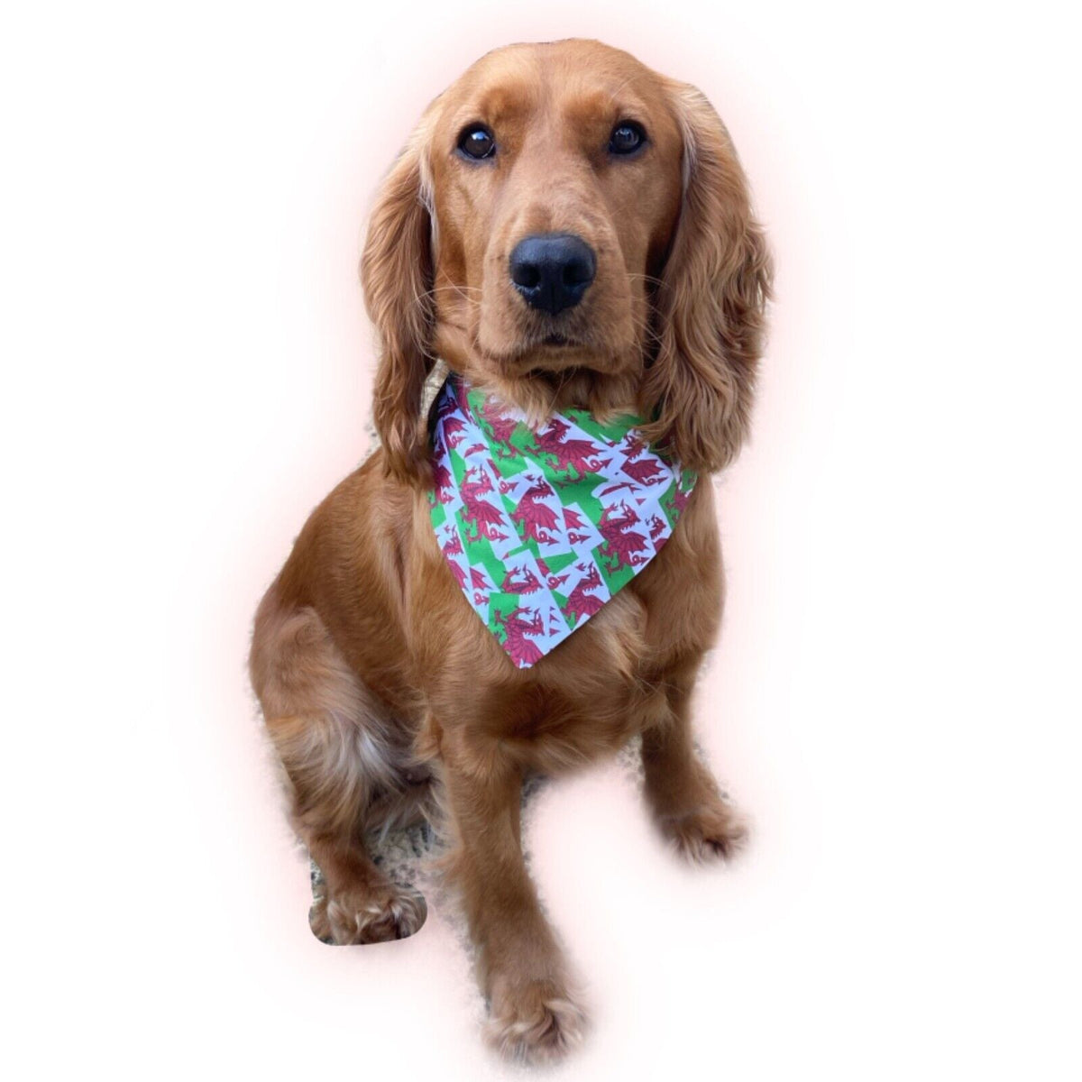 Welsh Flag Bandana for Medium Dogs — Giftware Wales